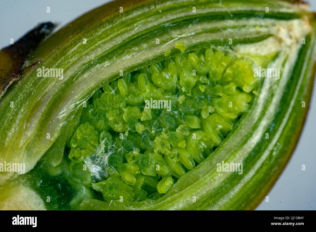 A cut of a flower bud on a spring tree. View in a microscope Stock ...