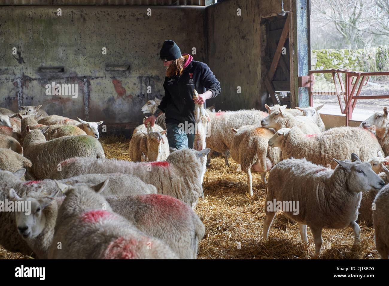Shepherdess with a pair of new borne lambs with the mother following on ...