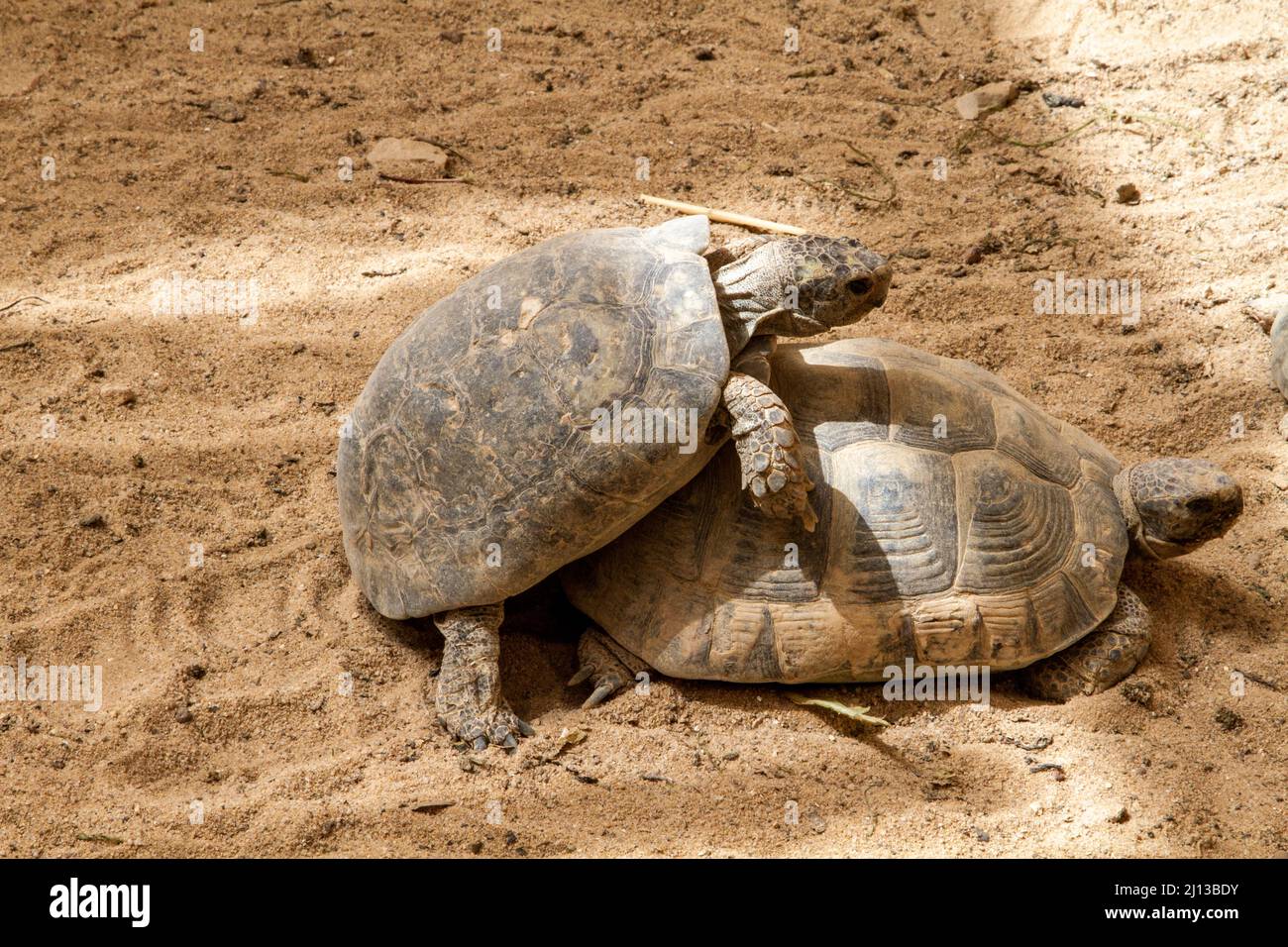 Mating Couple Kleinmann's tortoise (Testudo kleinmanni), also called ...