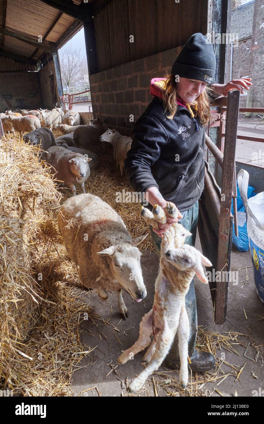 Lambs following mother hi-res stock photography and images - Alamy