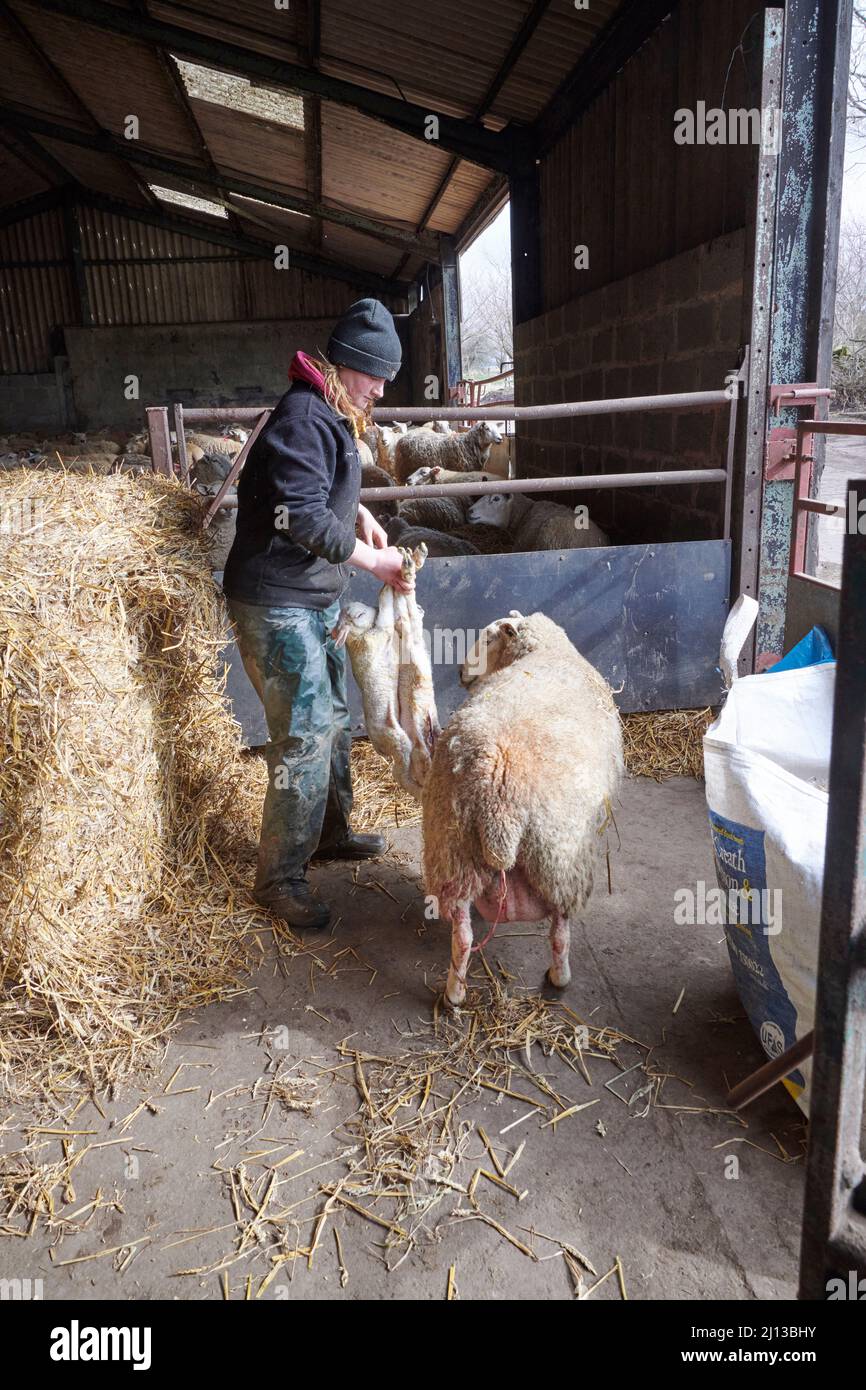 Shepherdess with a pair of new borne lambs with the mother following on ...