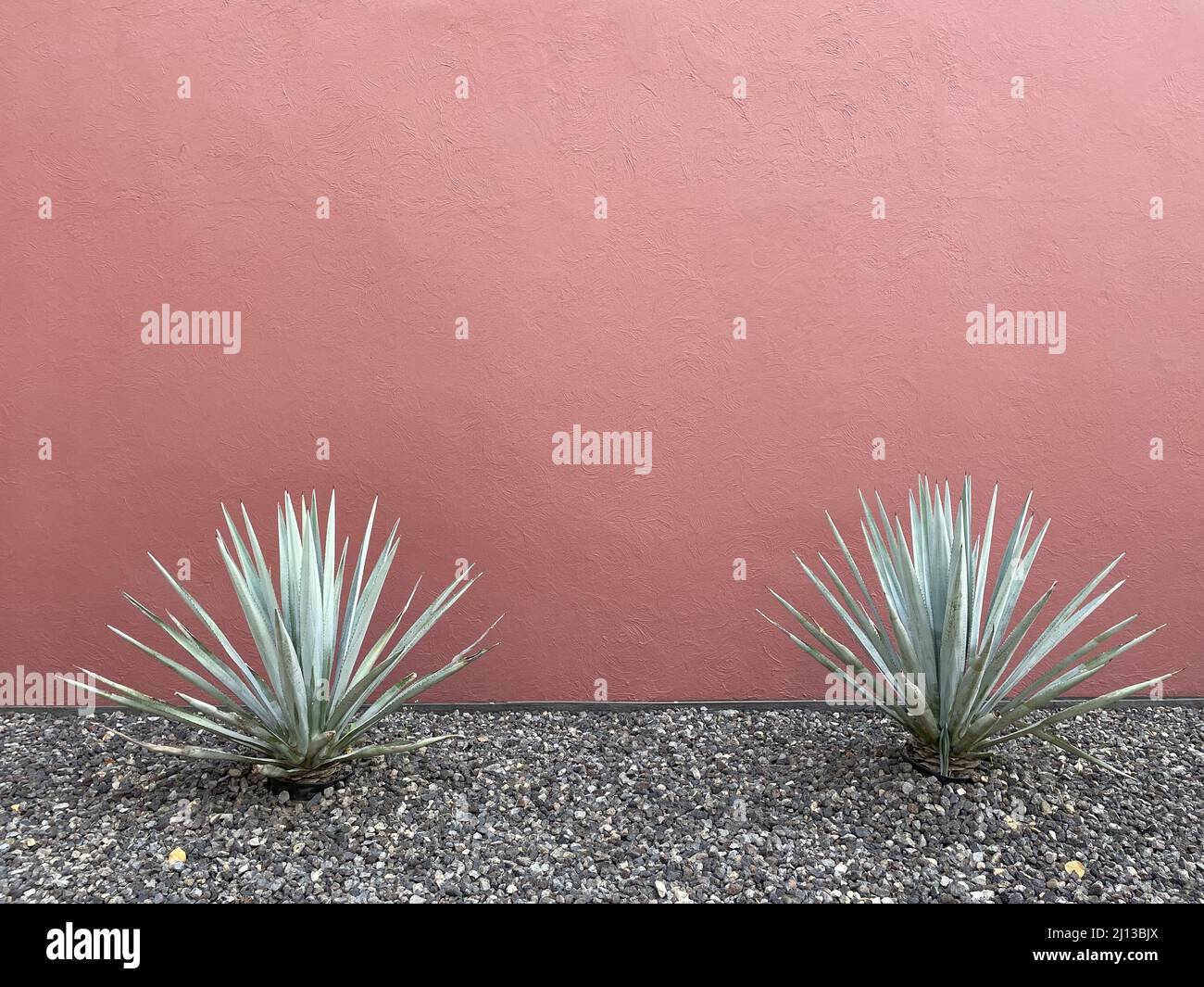 Mexican scene of agave cactus succulent plants Stock Photo - Alamy