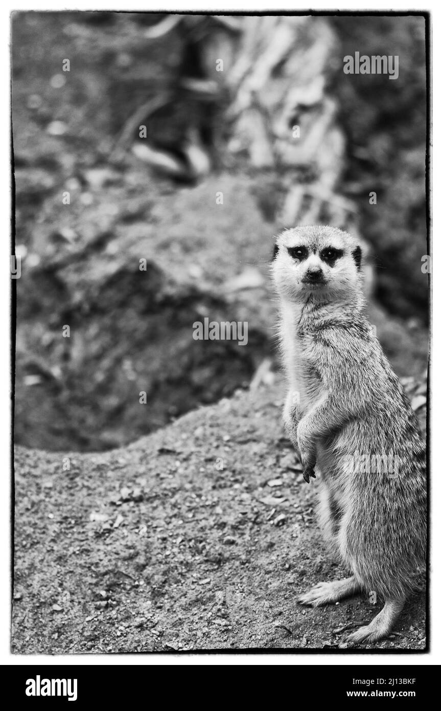 Meerkat or suricate Black and White Stock Photos & Images - Alamy