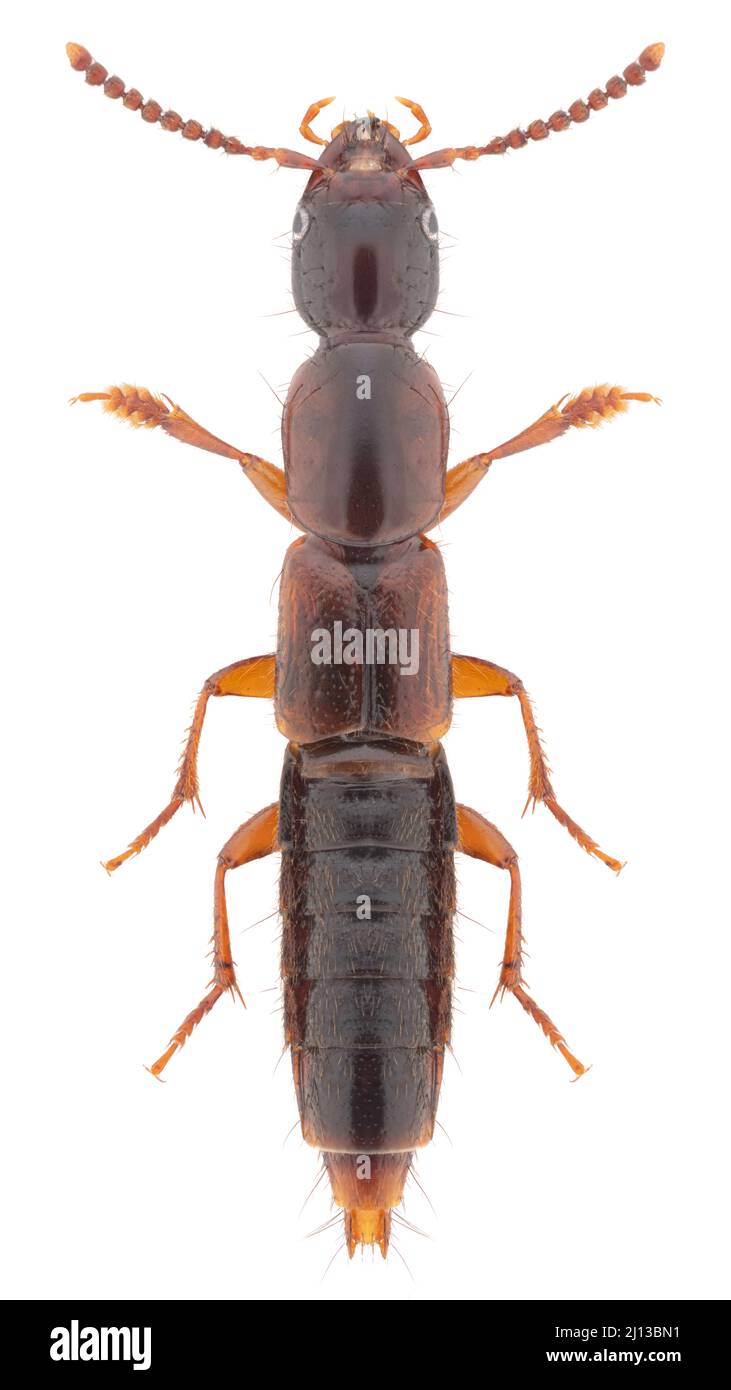 Othius punctulatus hi-res stock photography and images - Alamy