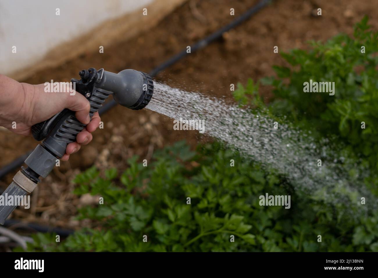 Womans hand spraying water hi-res stock photography and images - Alamy