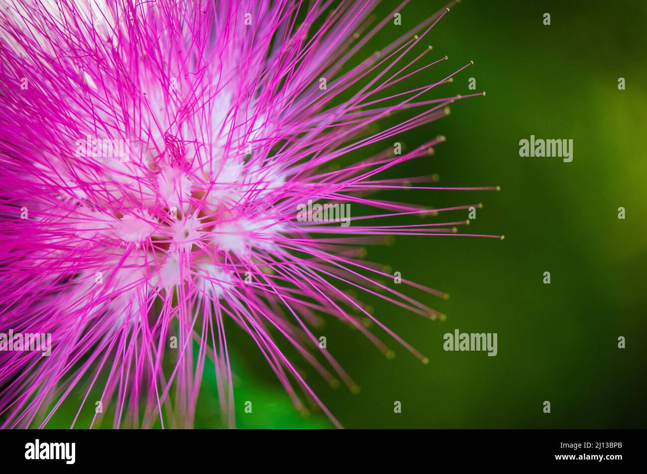 Pink Flower - Calliandra Stock Photo - Alamy