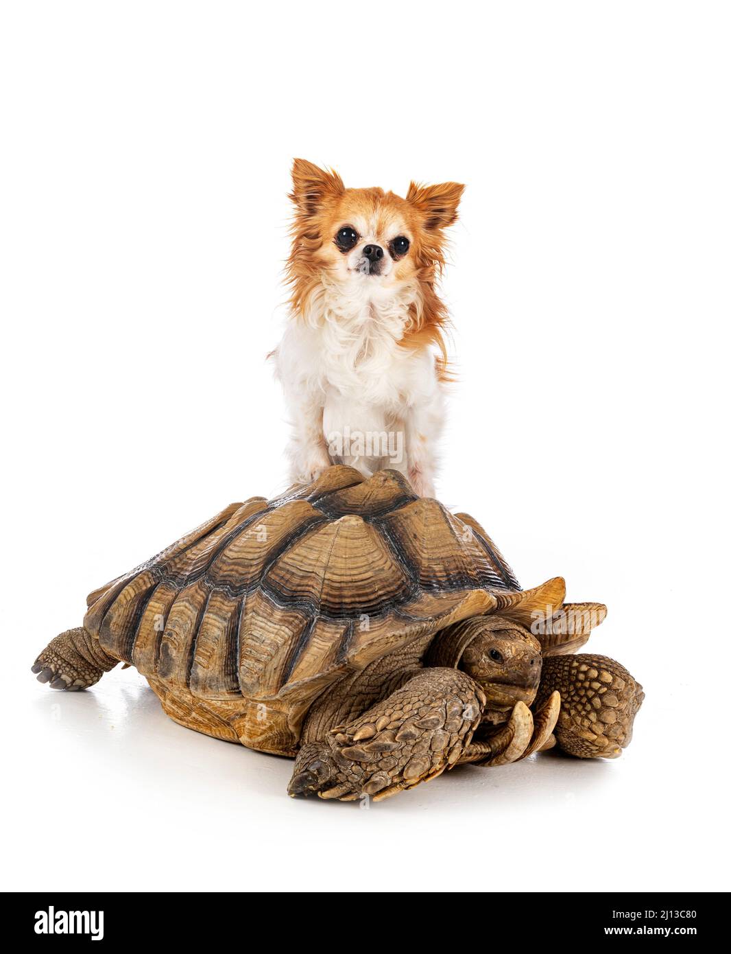 African spurred tortoise and chihuahua in front of white background ...
