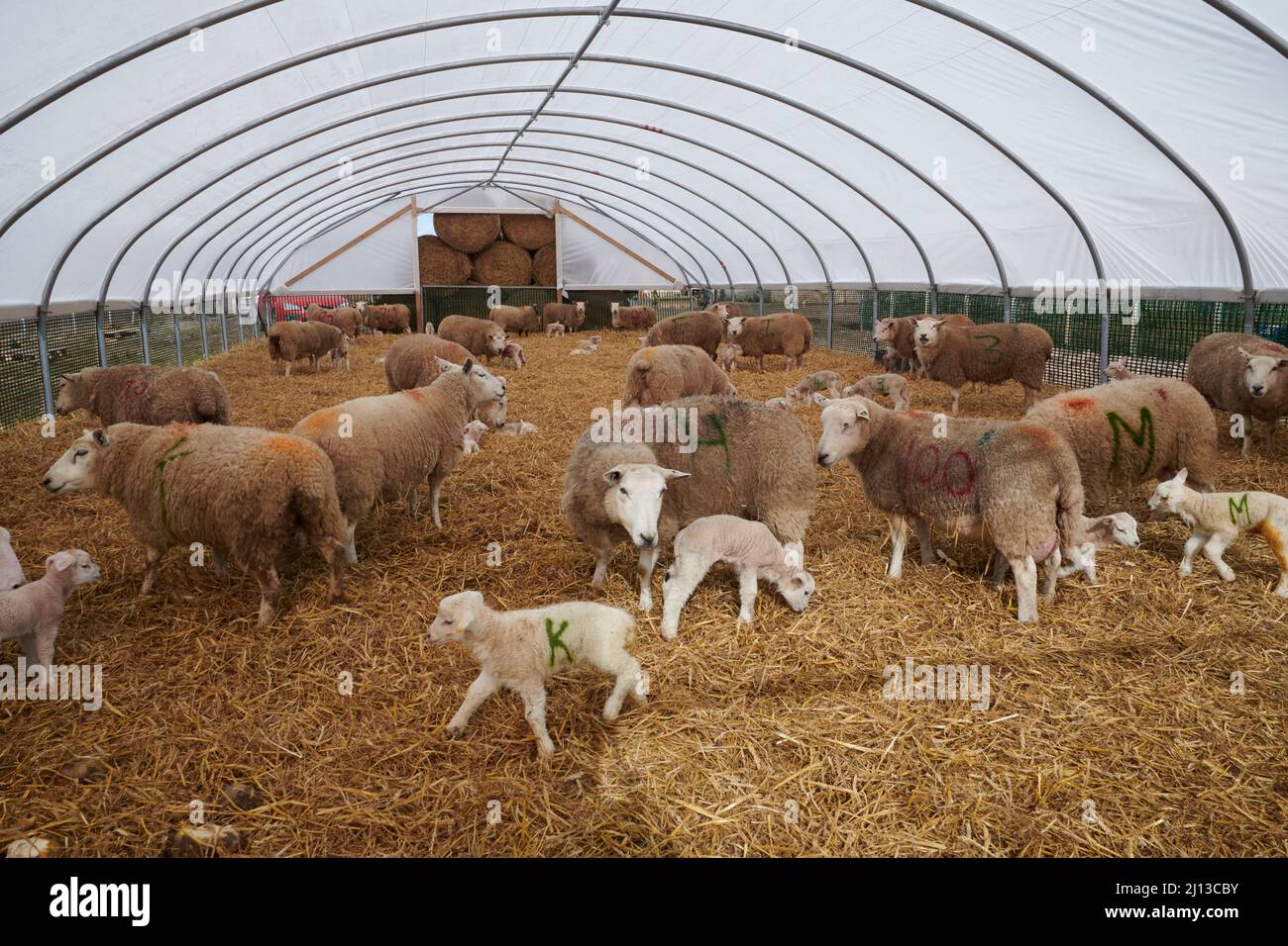 Livestock polytunnel hi-res stock photography and images - Alamy