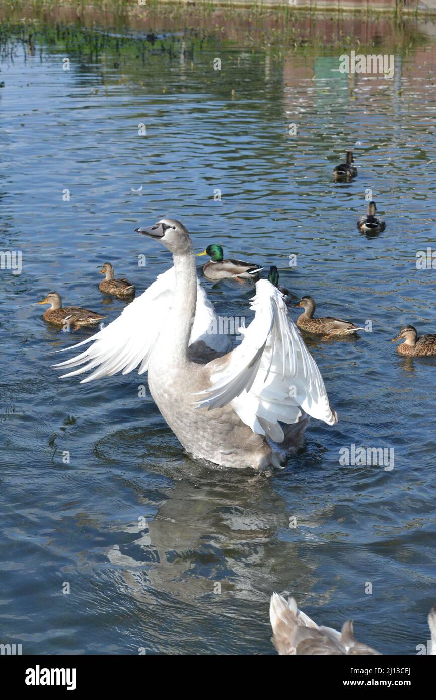 Swan flapping wings hi-res stock photography and images - Alamy