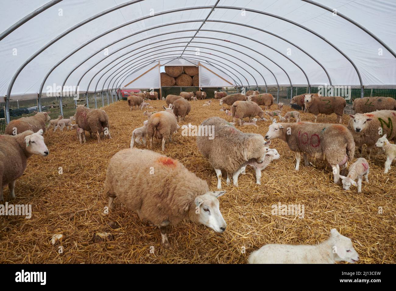 Lambing polytunnel hi-res stock photography and images - Alamy