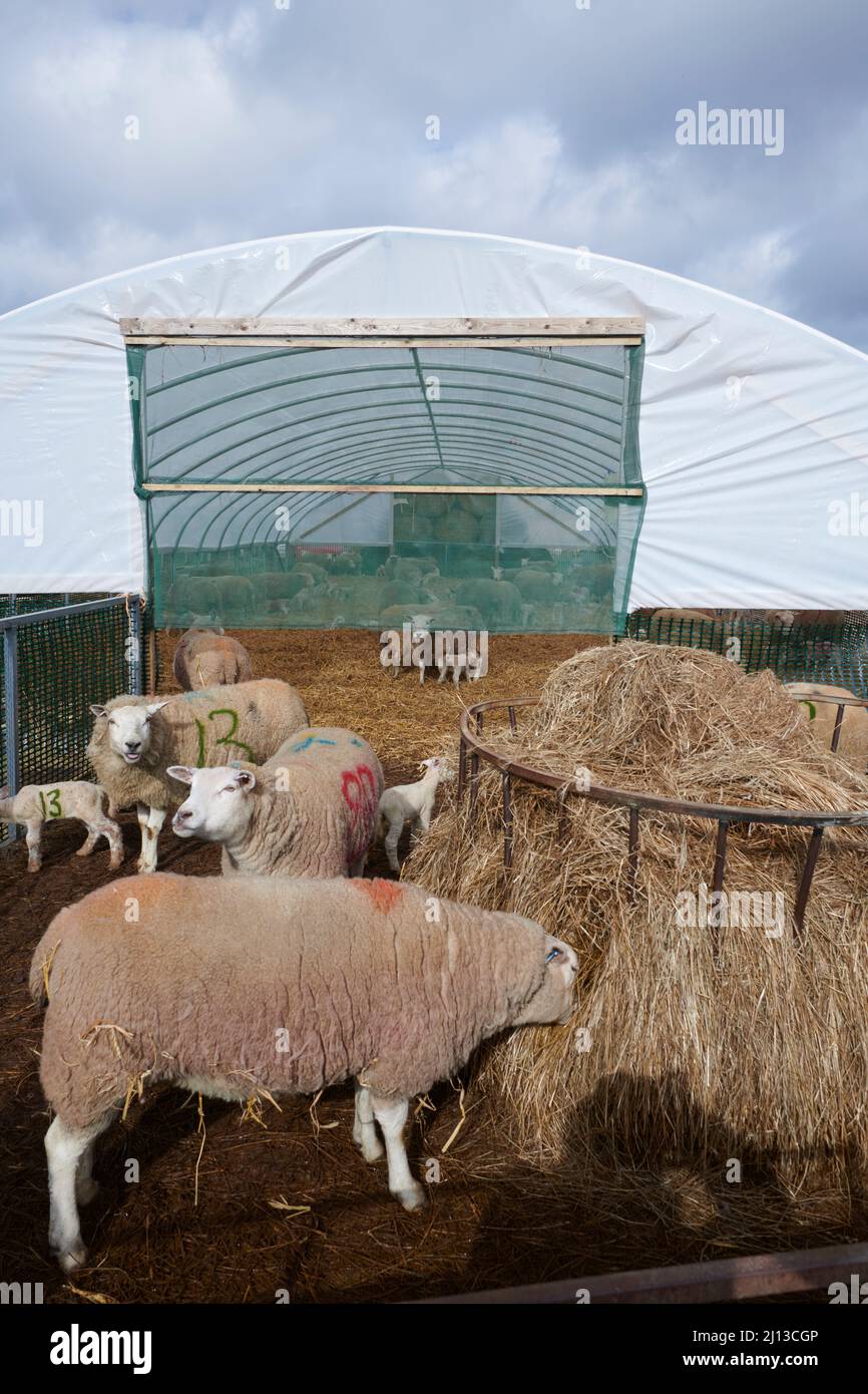 Livestock polytunnel hi-res stock photography and images - Alamy