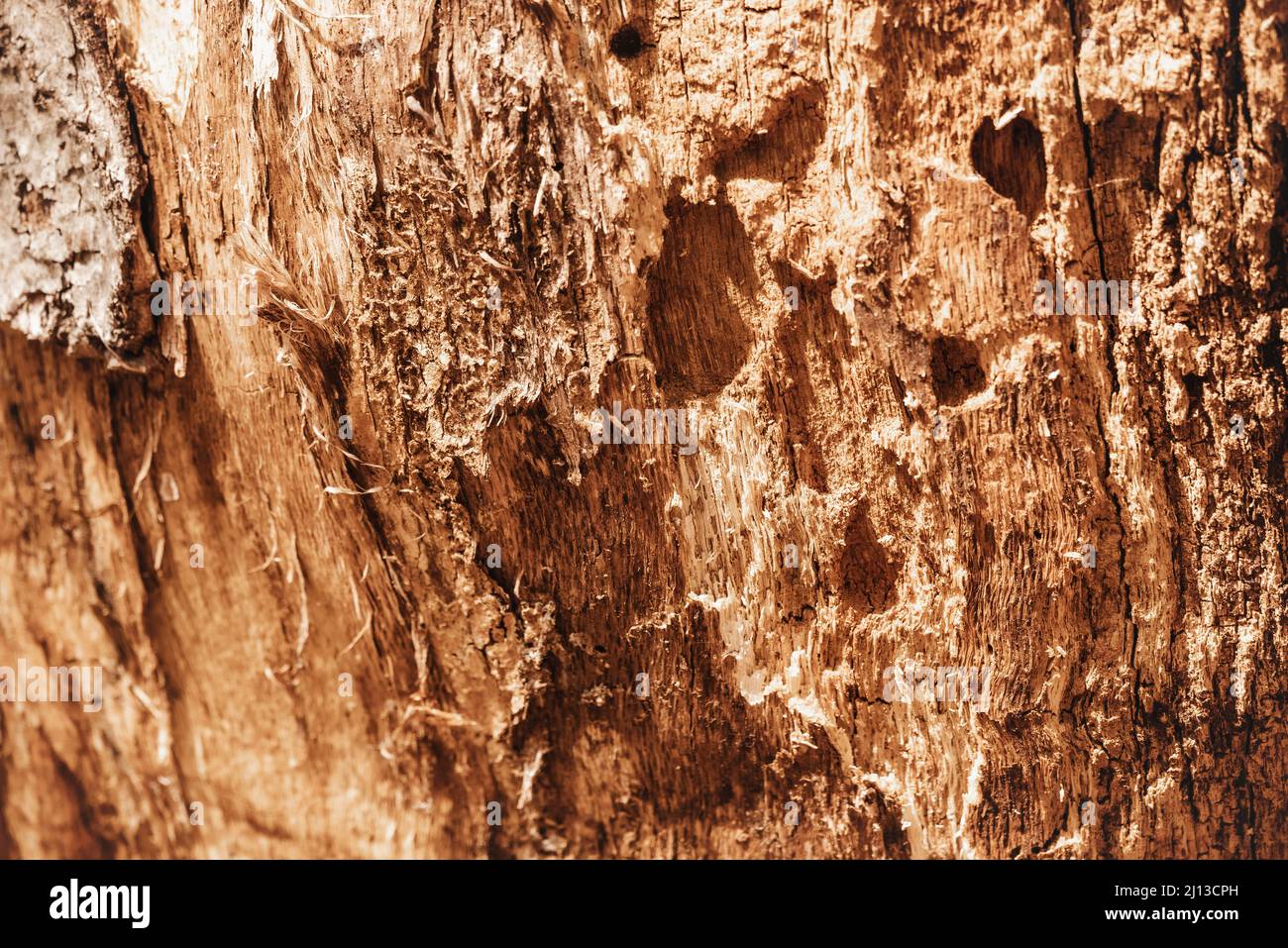 A texture of an old, cracked tree that has lain in the forest for ...