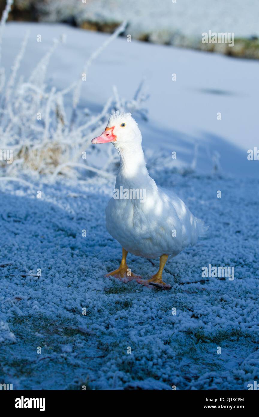 Duck walks in the snow Stock Photo - Alamy