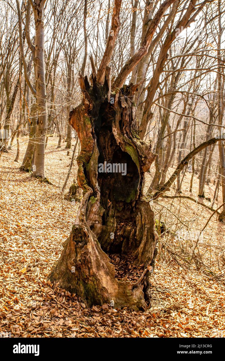 Burnt old tree trunk Stock Photo - Alamy
