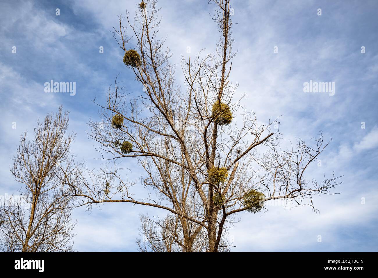 Tree covered in mistletoe hi-res stock photography and images - Alamy
