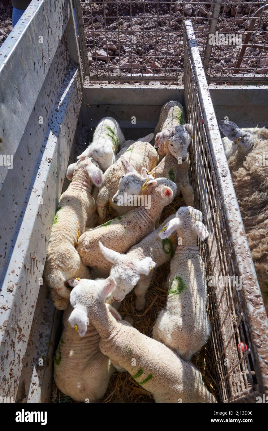 Day-old lambs are being moved in a crate their mothers are on the other ...