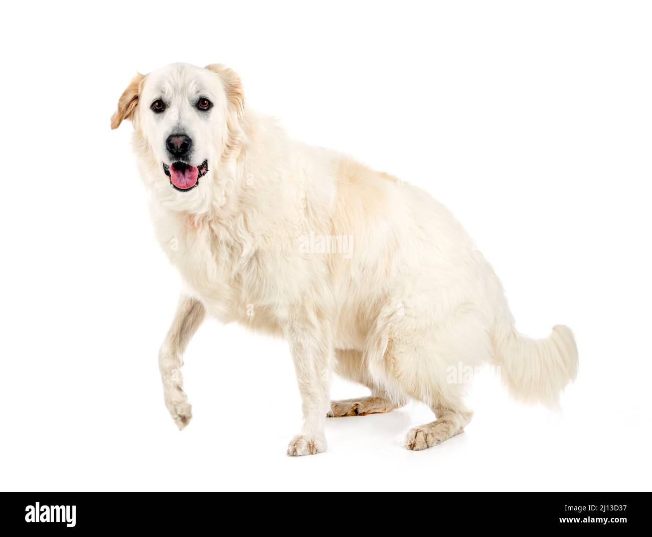 Chien des pyrenees hi-res stock photography and images - Alamy