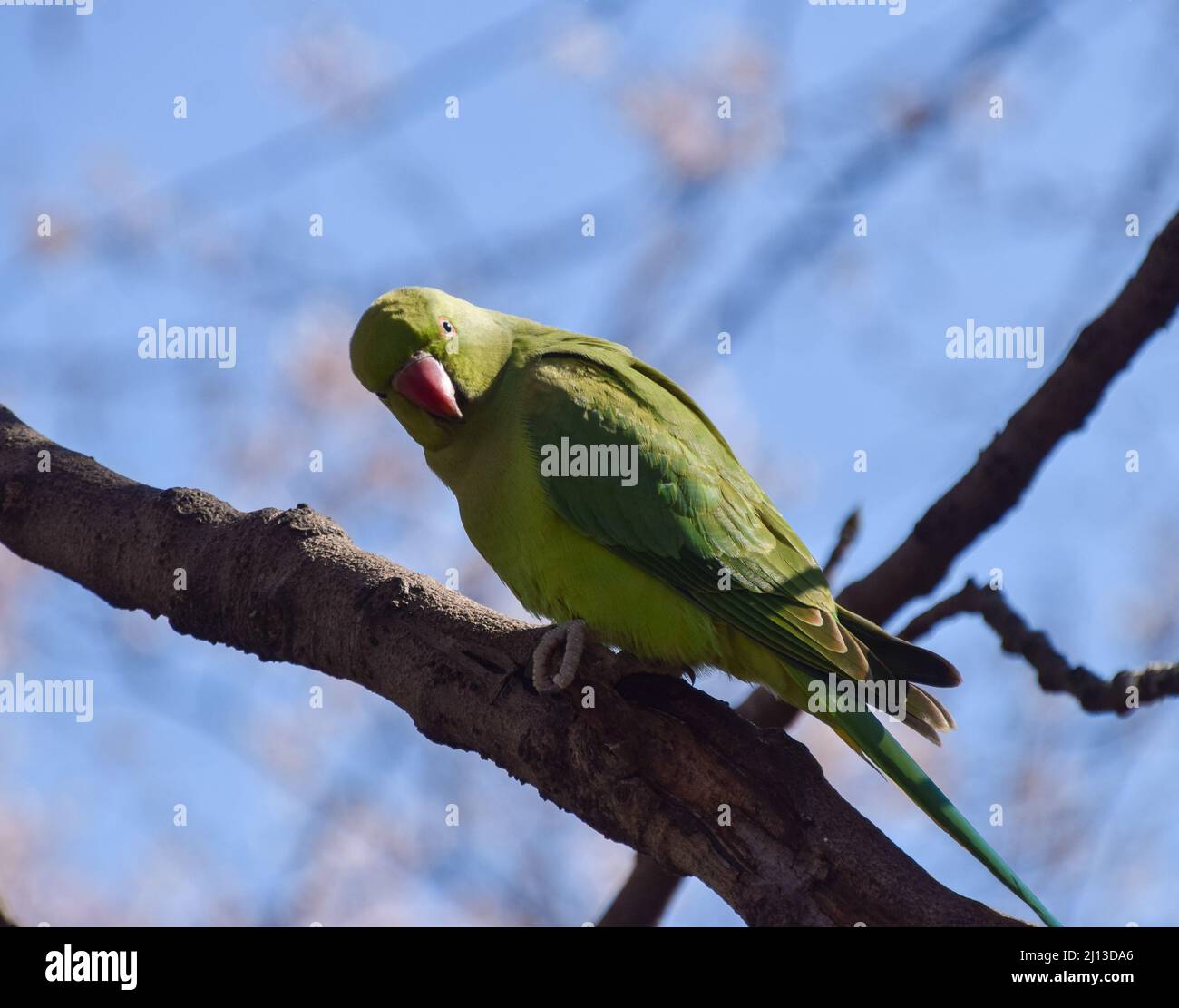 Ring-necked parakeet, also known as a rose-ringed parakeet, on a tree ...