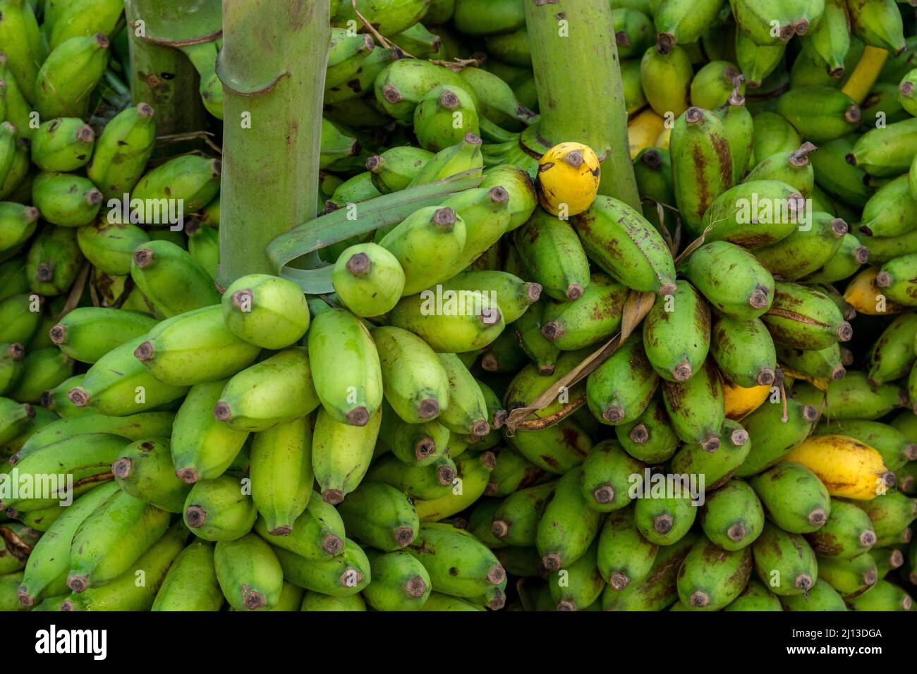 Pondicherry food Market, Pondicherry now known as Puducherry is the ...