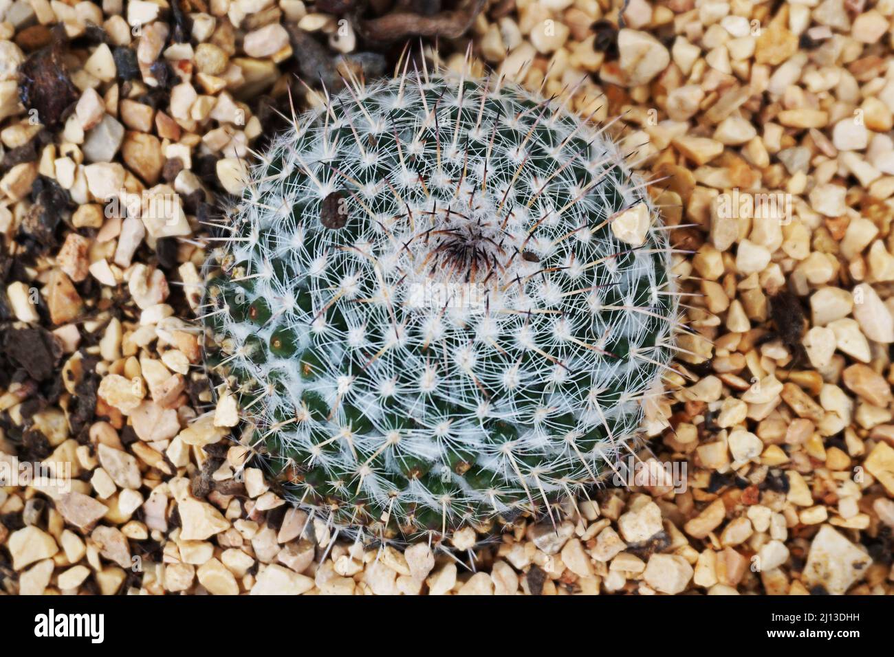 Green round tropical cactus plant Stock Photo - Alamy