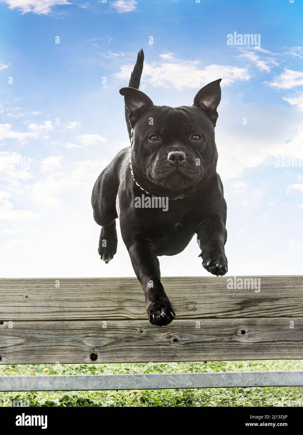 Pitbull jumping hi-res stock photography and images - Alamy