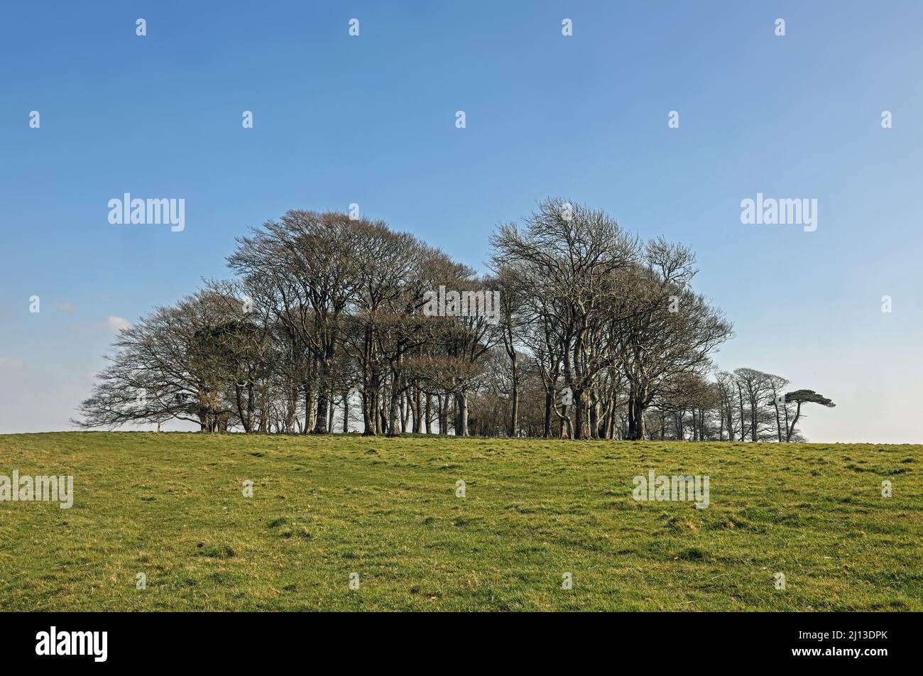 Copse of deciduous trees leafless mid March with a single Cedar tree ...