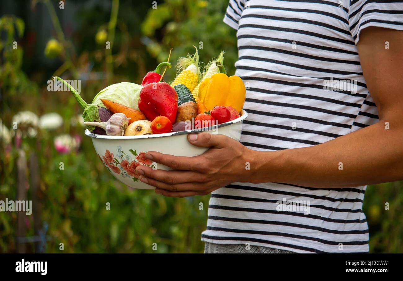 Hands hold a large plate with various fresh agricultural vegetables ...