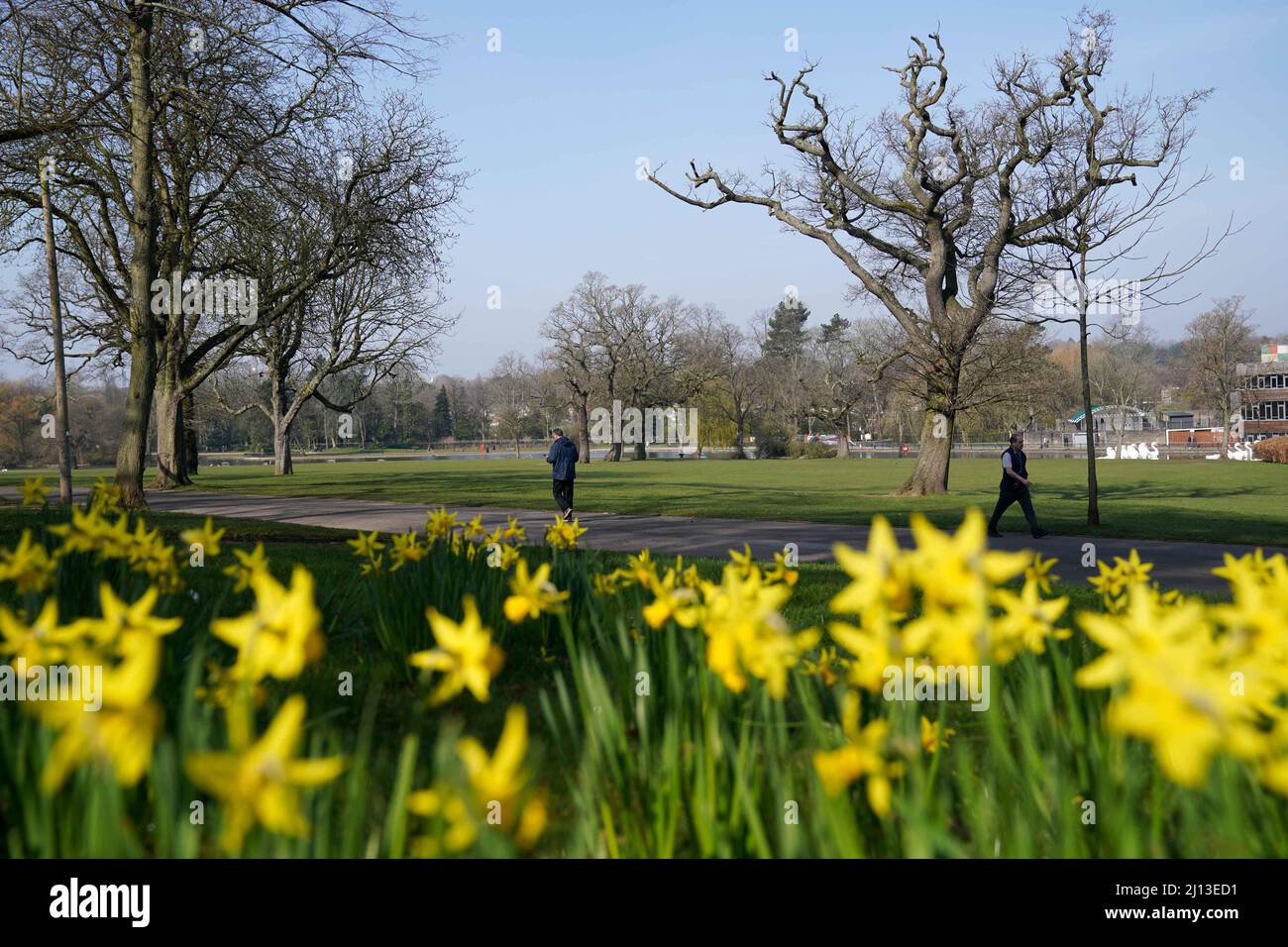People walk by fields of daffodils at Cannon Hill Park in Birmingham ...
