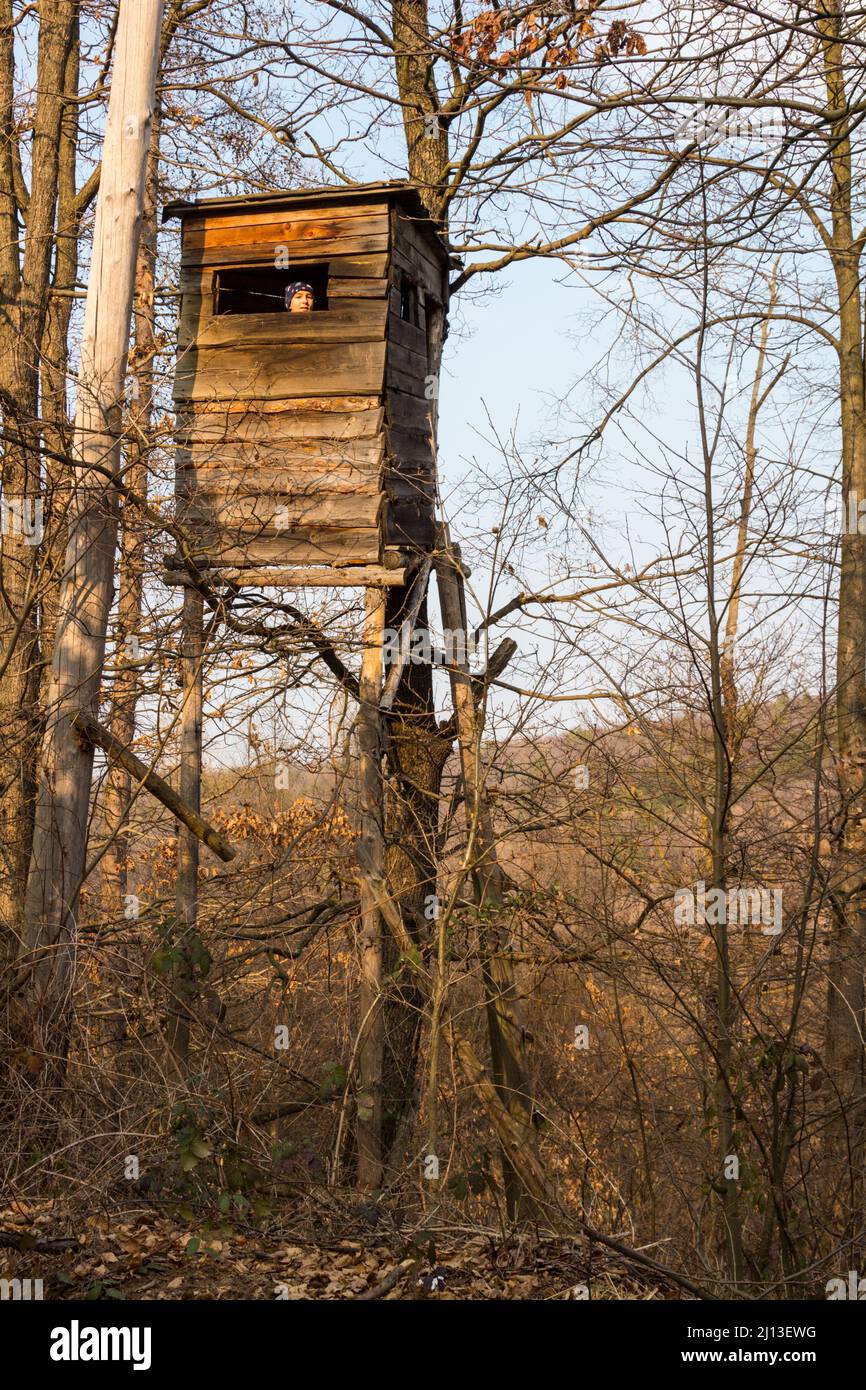 Boy in raised stand in forest among trees in early spring, Sopron ...