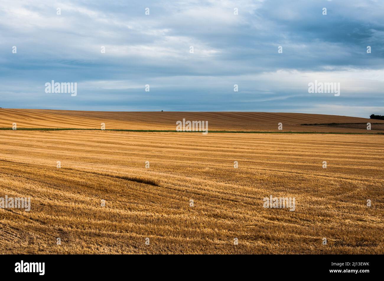 The yellow color predominates in the large expanses of wheat fields in ...