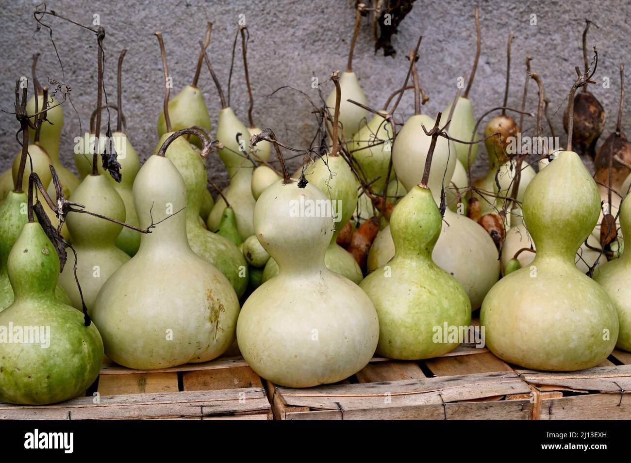 Drying gourds hi-res stock photography and images - Alamy
