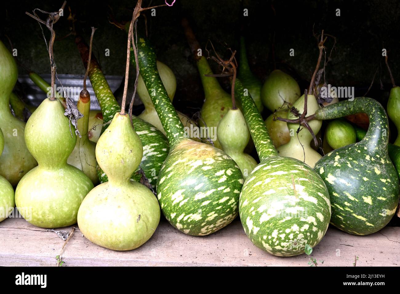 Drying gourds hi-res stock photography and images - Alamy