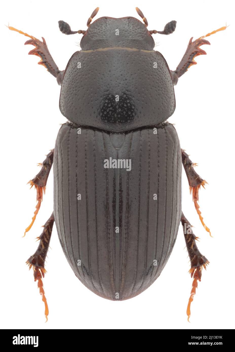 Small black dung beetle Cut Out Stock Images & Pictures - Alamy