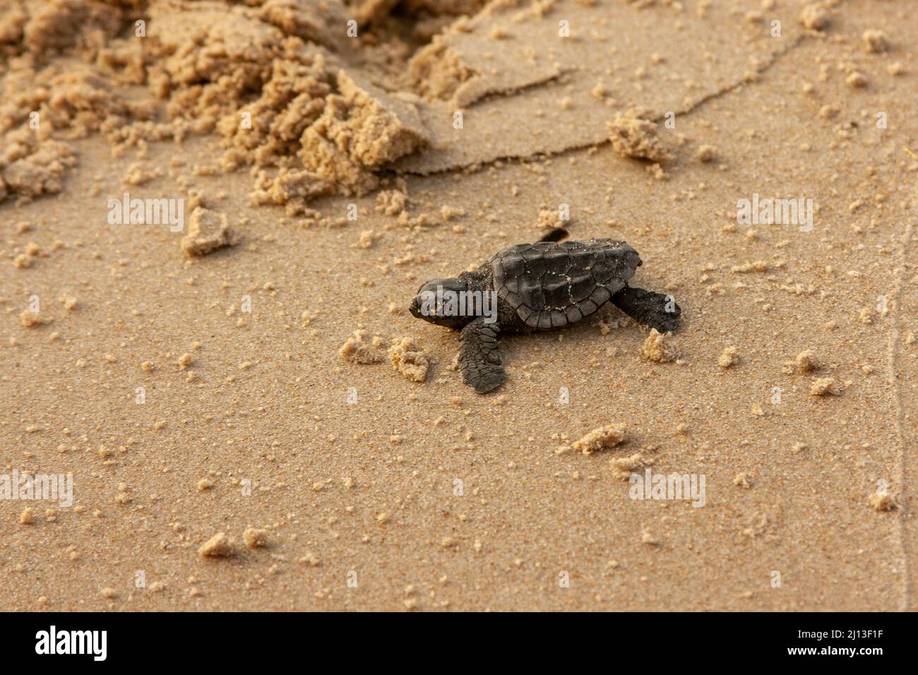 Newborn Loggerhead Turtle (Caretta caretta) hatchlings on their maiden ...