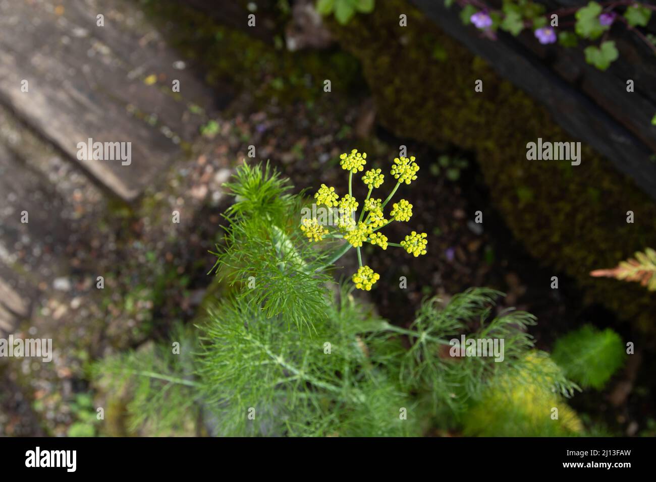 Fennel flowering plant. Foeniculum vulgare leaves and flowers Stock ...