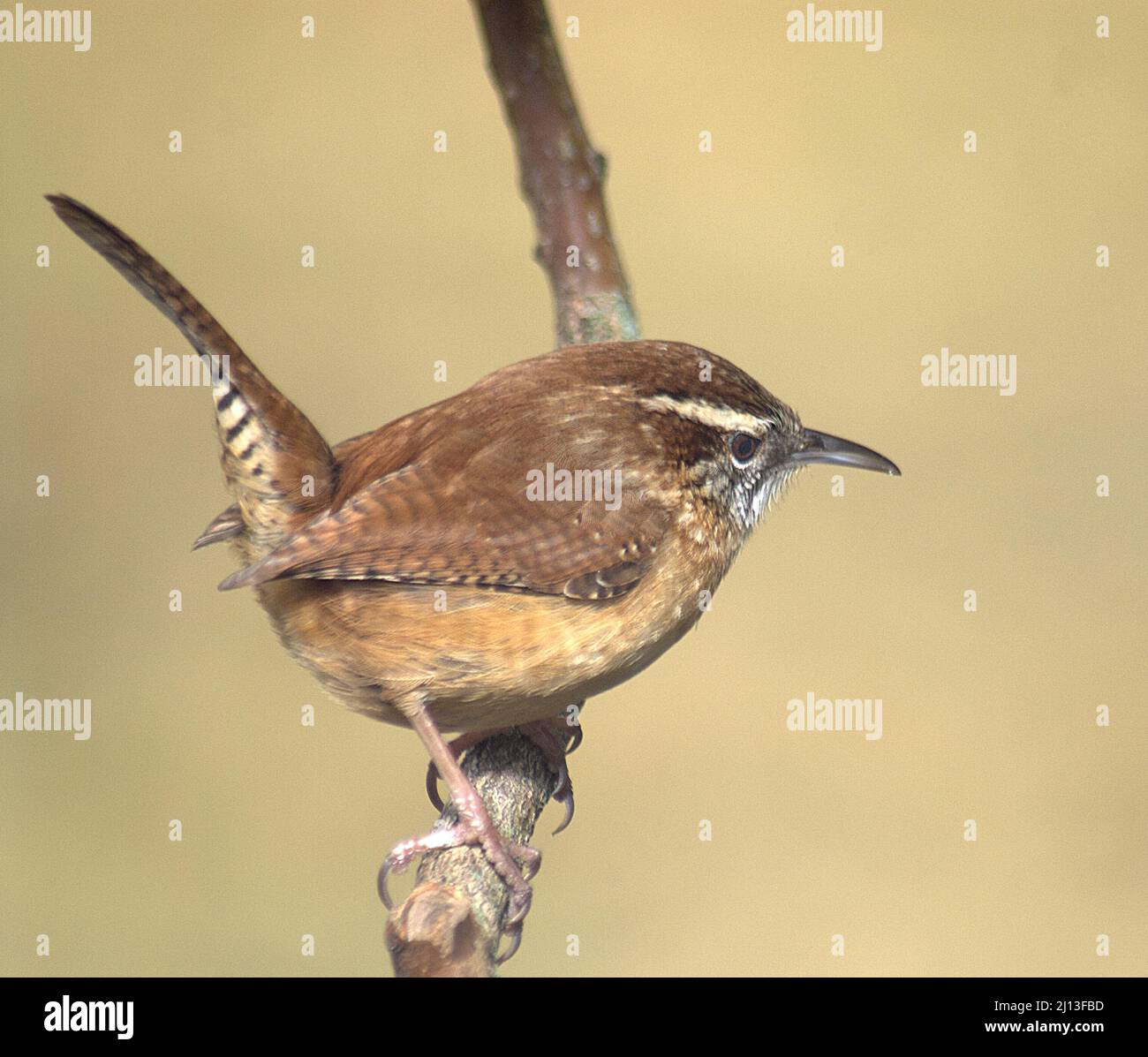 Carolina wren bird on a branch of a tree Stock Photo - Alamy