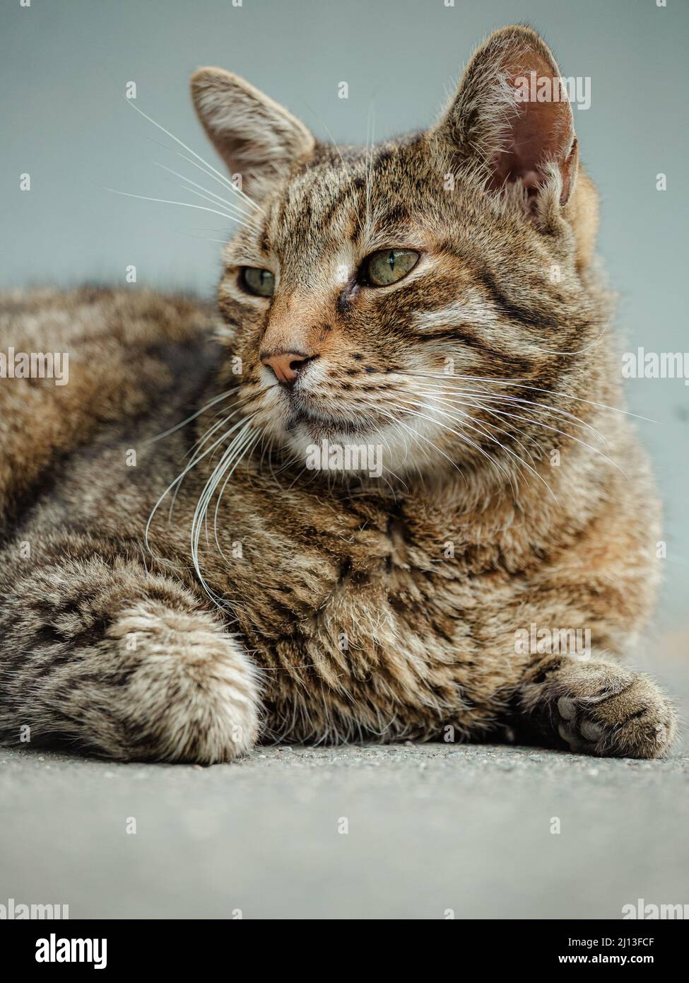 Vertical shot of a cute cat on a grey background Stock Photo - Alamy