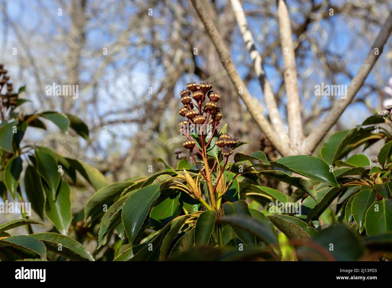 Trochodendron aralioides or wheel tree branches with fruits Stock Photo ...