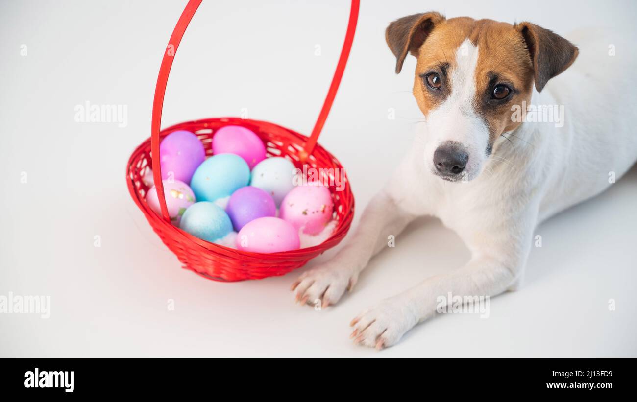 Portrait of doggy Jack Russell Terrier with a red basket with colorful ...