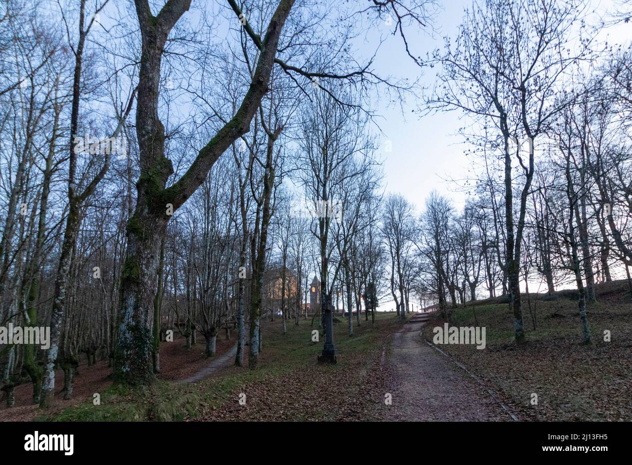 beech forest in the basque country on mount urkiola Stock Photo - Alamy