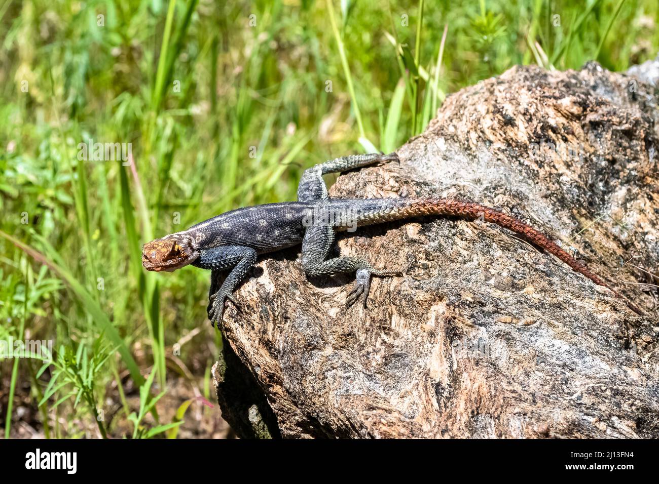 A common agama, lizard in Namibia Stock Photo - Alamy