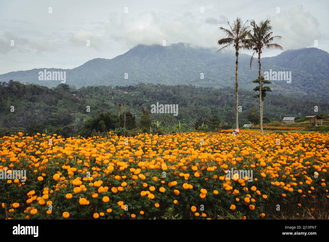Marigold gardens in Bali Indonesia, Marigold plantation with mountains ...
