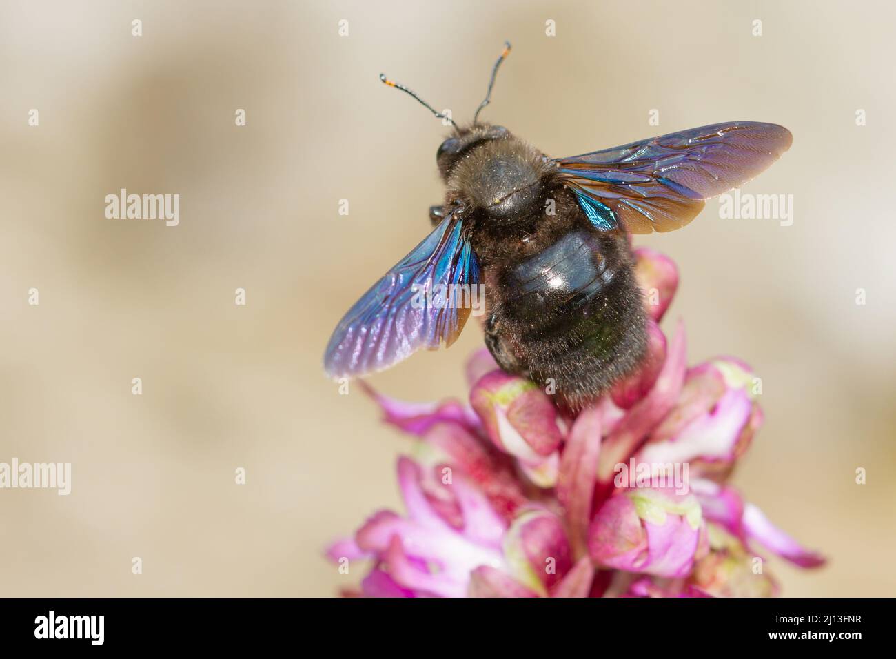 Xylocopa violacea, the violet carpenter bee Stock Photo - Alamy