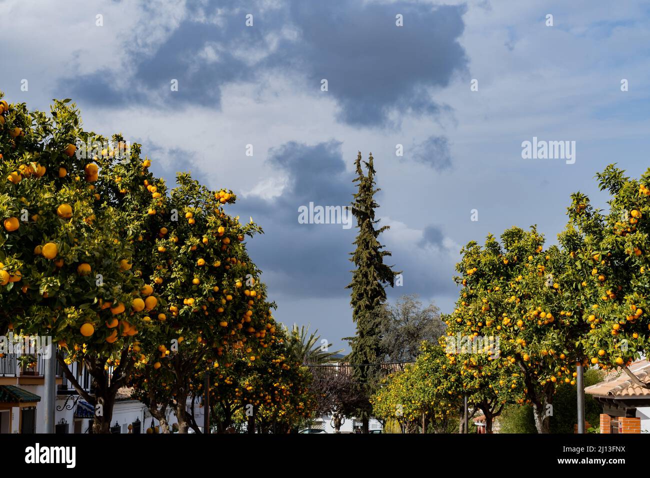 street planted with orange trees with fruit Stock Photo - Alamy