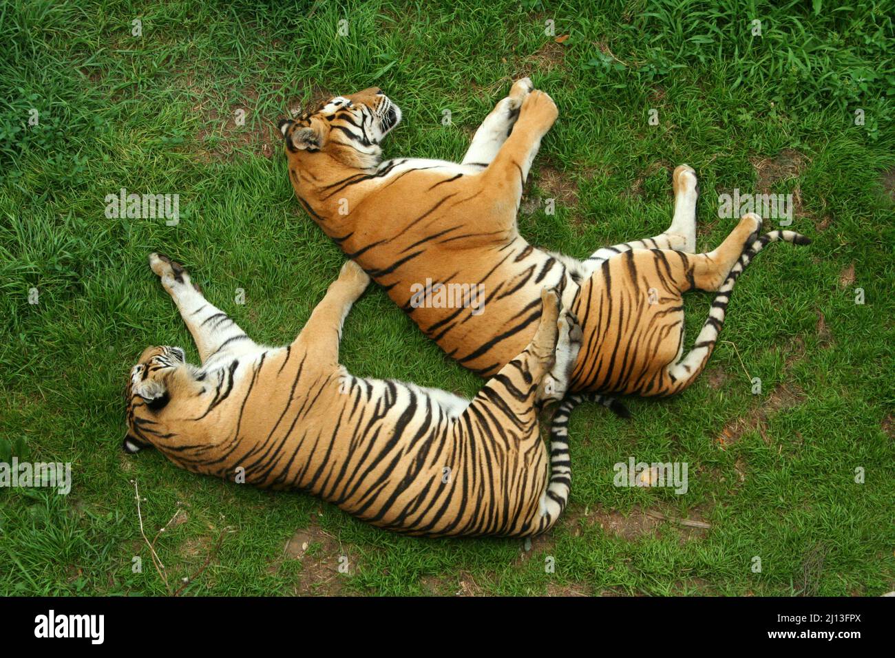 Tiger pair sleeping in a grass field Stock Photo - Alamy
