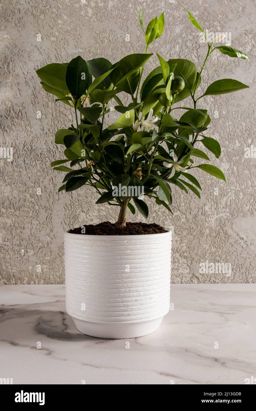Citrus tangerine mini tree in a white ceramic pot on a marble table ...