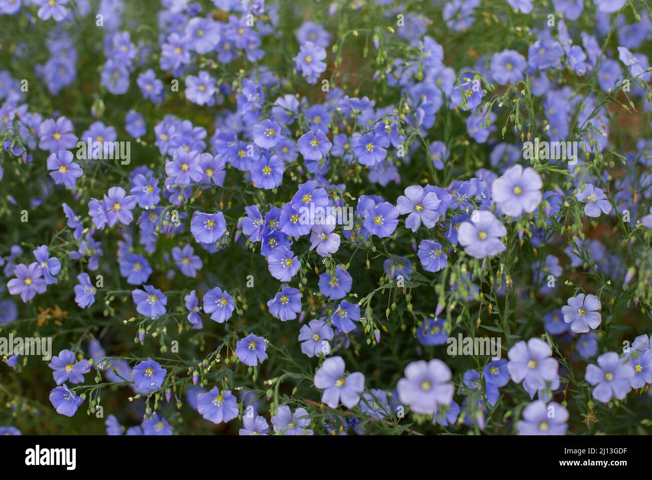 Common flax family Linaceae, delicate blue blossom flower in a meadow ...