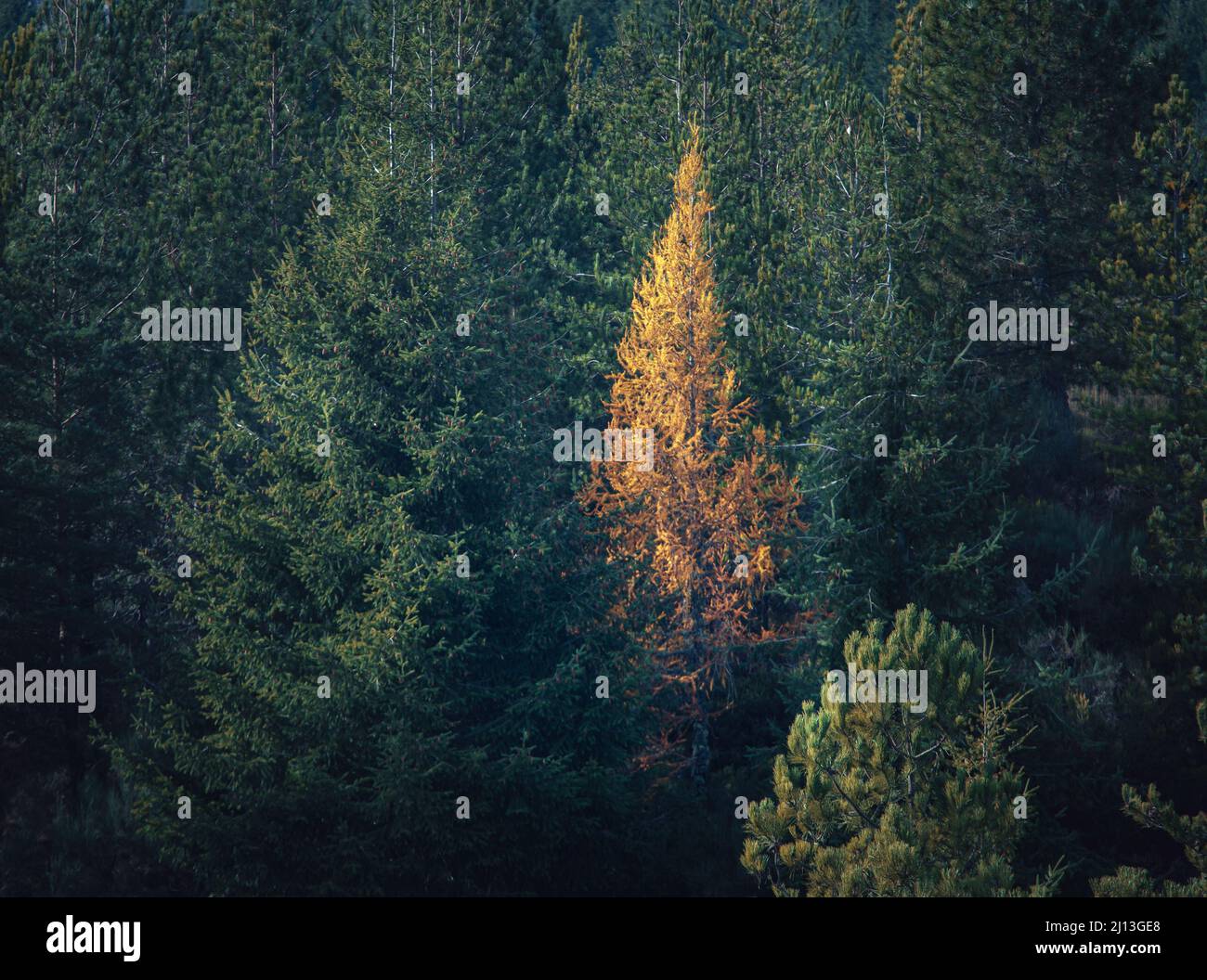 Bird's-eye view of a densely populated coniferous forest. one golden ...