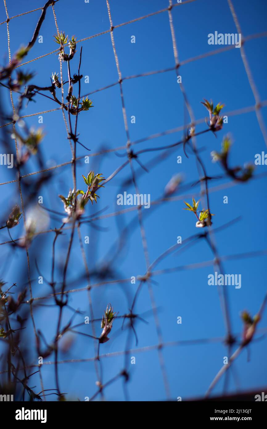 A Clematis Alpina creeper releases its first buds in the spring ...