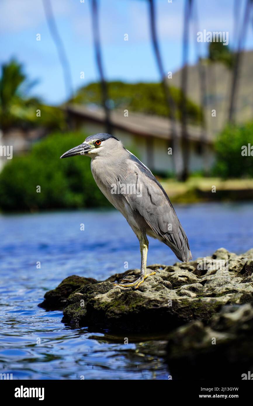 Closeup shot of a gray bird standing on rock in water Stock Photo - Alamy